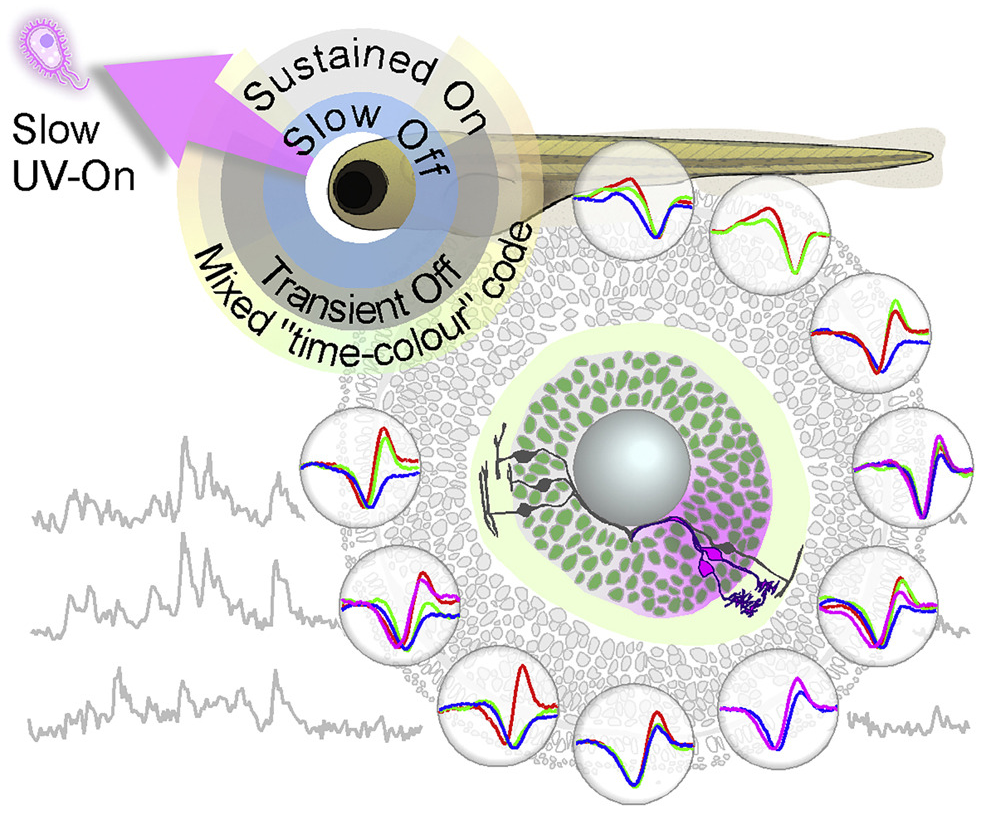 Visual Neuroscience – Paul Roberts – Mathematical Biologist